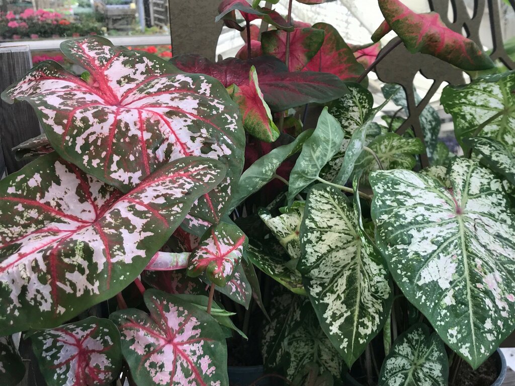 Go Urban - Ashtead Park Garden Centre | Surrey