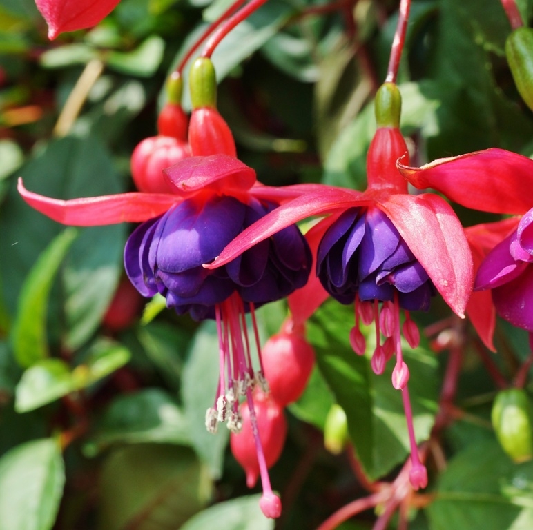 Fuchsia - Product range - Ashtead Park Garden Centre | Surrey